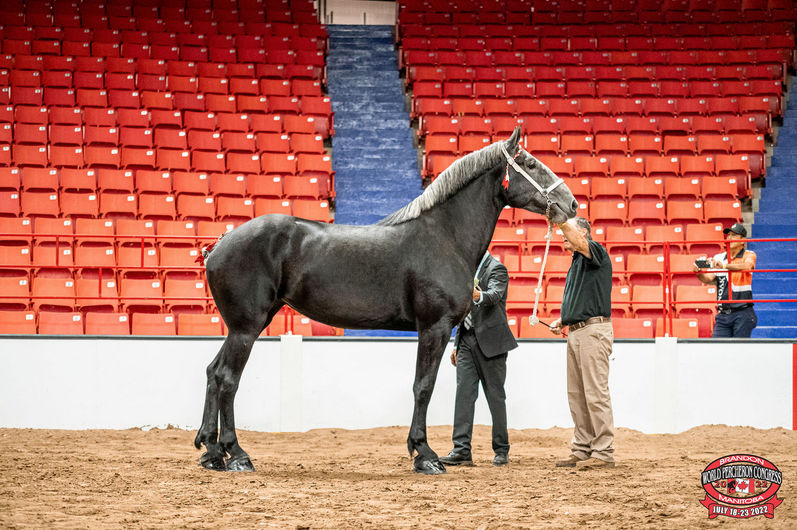 Paramount Lady Jordan - Wild Rose Draft Horse Association