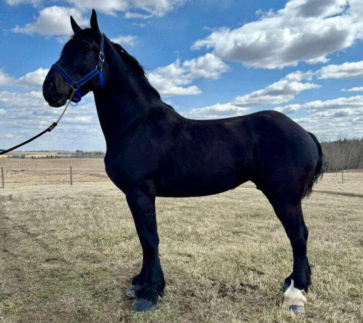 Paramount Lady Jordan - Wild Rose Draft Horse Association